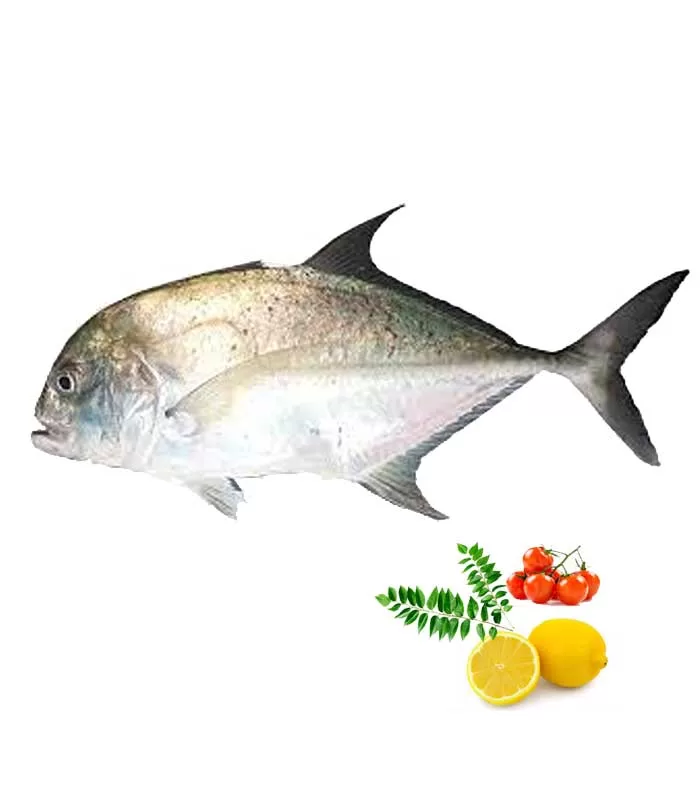 Marine Fish – Greencoot