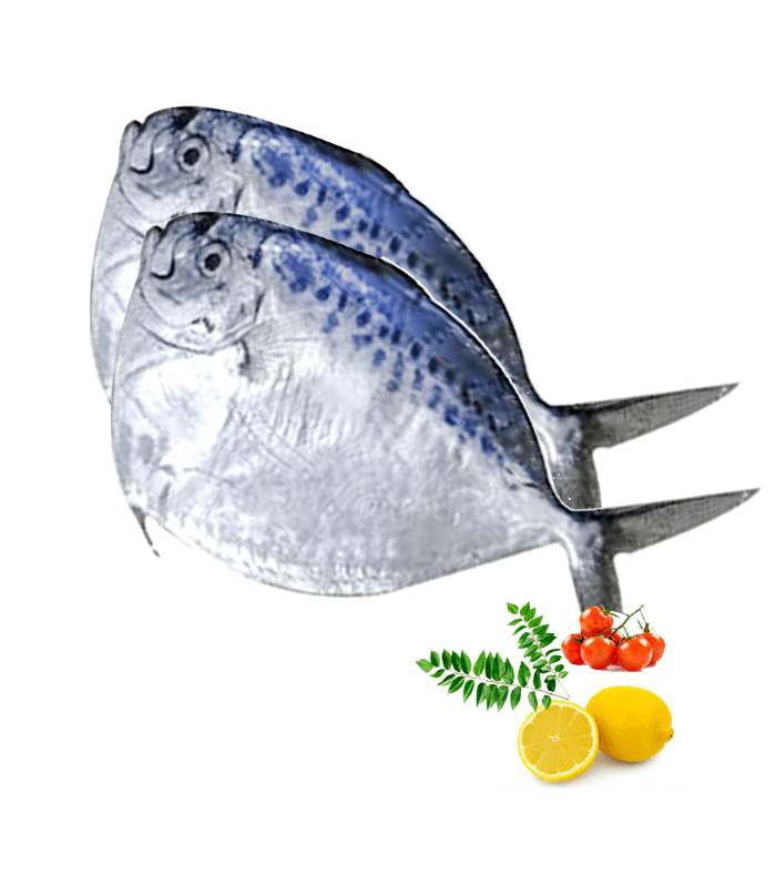 Marine Fish – Greencoot