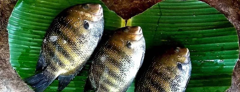The Enchanting Karimeen: A Dive into Kerala’s Prized Fish – Greencoot